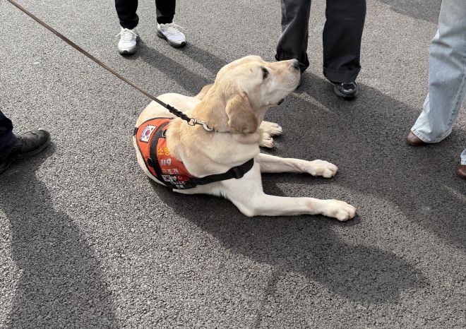 튀르키예서 활약한 ‘1급 인명구조견’ 토백이도 APEC 현장 떴다 : zum 뉴스