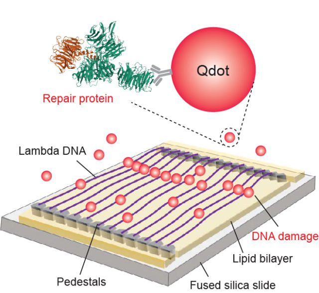 UNIST, 손상된 DNA 찾는 두 단백질 작동 방식 규명 : zum 뉴스