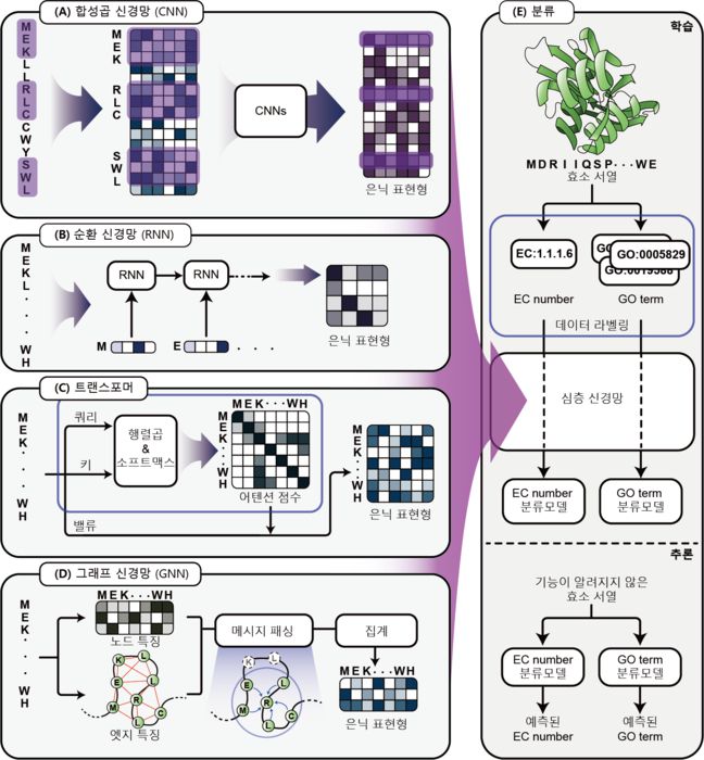 KAIST, AI 기반 효소 기능 예측 기술 발전 과정 및 딥러닝 기법 적용 사례 분석 : zum 뉴스
