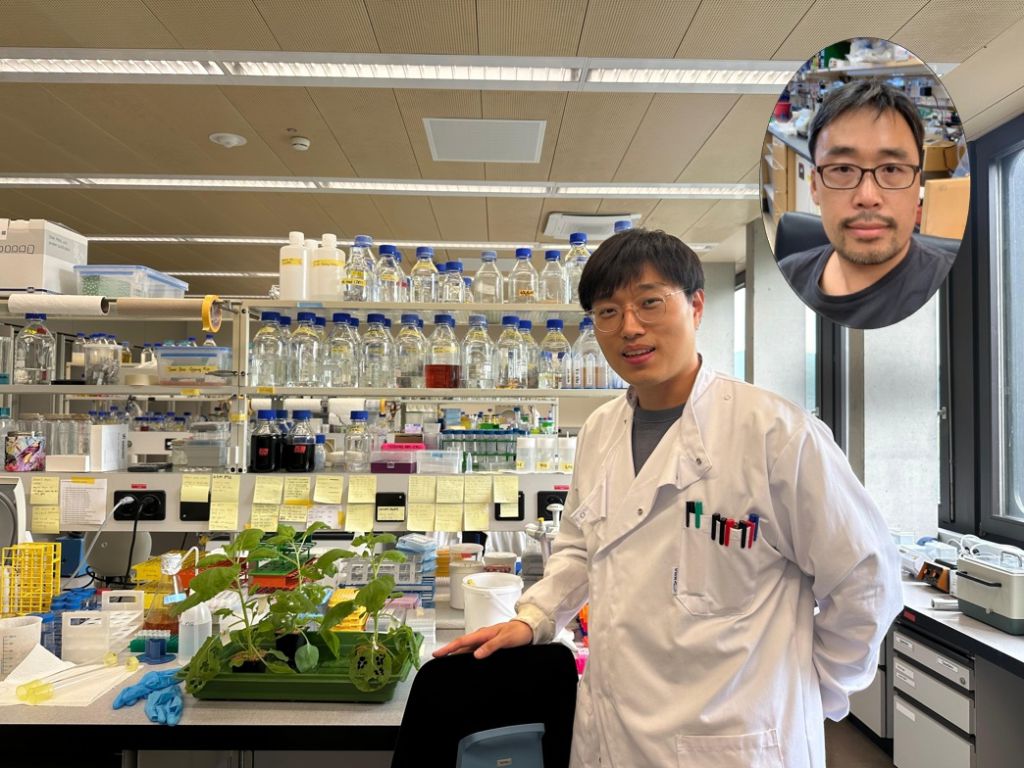 KAIST, 식물 ‘잡종 괴사’ 막을 품종 개량 전략 제시 : zum 뉴스