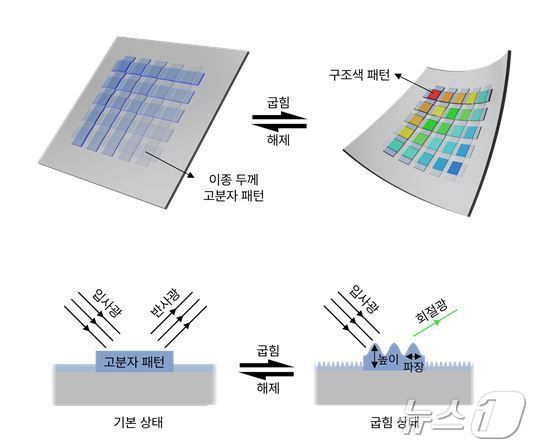 UNIST, 색소 없이 '주름'으로 이미지 나타나게 하는 기술 개발 : zum 뉴스