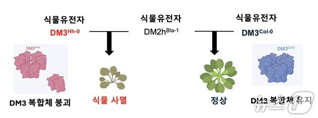 KAIST, 식물 자가면역 유발 단백질 'DM3' 구조·기능 규명 : zum 뉴스