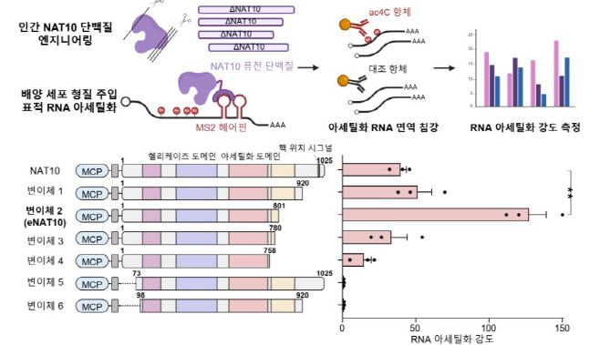 KAIST, 세계 첫 유전자 가위 기술 개발…"치료 혁신 기대" : ZUM 뉴스
