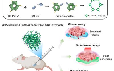 ‘항암제도 상처치료제도 쏙쏙 전달’ UNIST, 무독성 하이드로젤 개발 : ZUM 뉴스