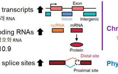 KAIST, 생체 노화 정도 측정할 수 있는 새로운 RNA 지표 발견