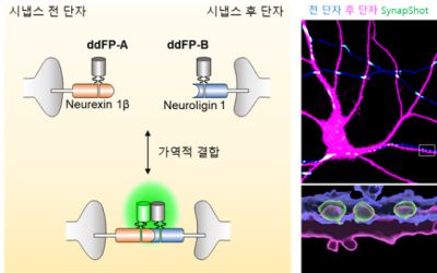 KAIST, 뇌 시냅스 변화 실시간 관찰 성공 : ZUM 뉴스
