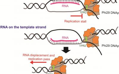 UNIST, 세계 최초로 DNA 복제 실시간 관찰...각종 질병 원인 '알룹' 역할 밝혀