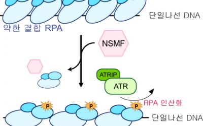 각종 질병 치료의 첫걸음… UNIST, DNA 복제 스트레스 해소법 찾아 : ZUM 뉴스