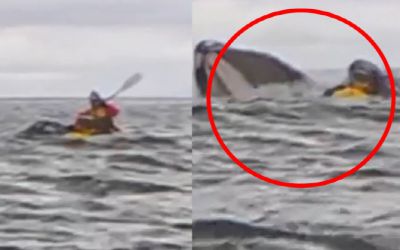 카약 타다가 고래가 '꿀꺽' (영상) : ZUM 뉴스