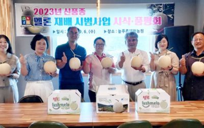 철원군, 고당도 신품종 멜론 '러시멜로' 첫 출하 : ZUM 뉴스