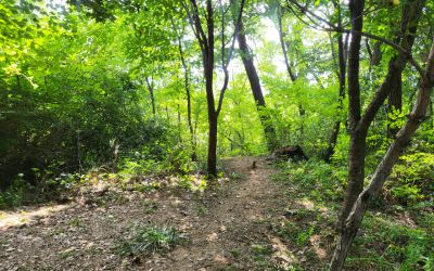신림 공원 성폭행범 “너클로 폭행…CCTV 없는 곳 알고 갔다” 자백 : ZUM 뉴스