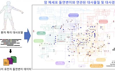 KAIST, 암 돌연변이 대사모델 구축 성공 : ZUM 뉴스