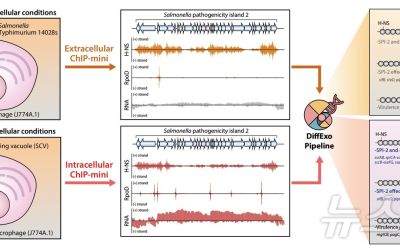 UNIST·고려대, DNA-단백질 결합 부위 추출 최적화 기술 개발 : ZUM 뉴스