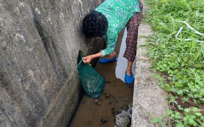 영암군, 슬기로운 왕우렁이 농법으로 생태교란 막아요 : ZUM 뉴스