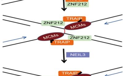 손상된 DNA 복구할 새 단백질 찾았다…UNIST