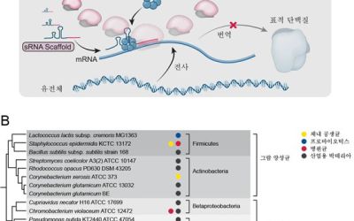 KAIST, 산업균주 제작 및 병원균 억제 범용기술 개발 : ZUM 뉴스