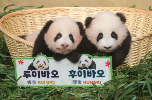 푸루후 완성 쌍둥이 판다 이름 루이바오 후이바오 최종 결정 무슨 뜻 Zum 뉴스 