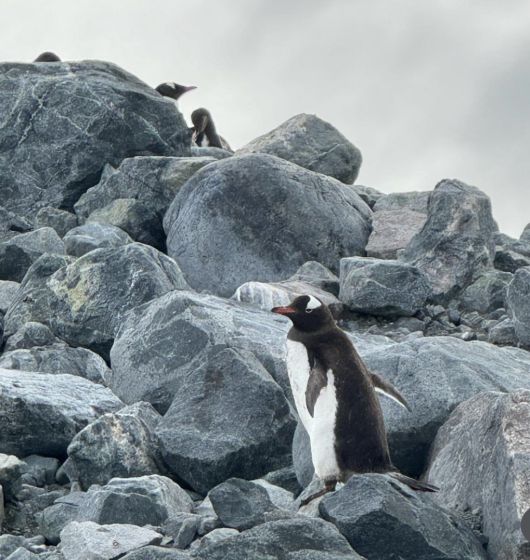 노홍철과 남극 여행 떠난 빠니보틀 “‘2600만 원’ 비행기값, 홀로 부담” : ZUM 뉴스